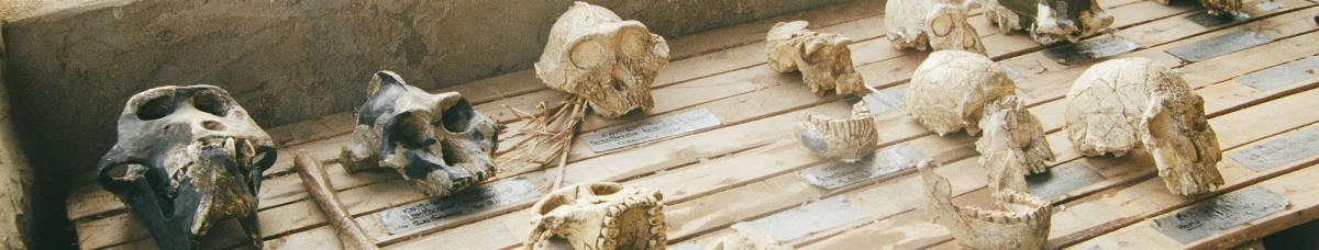 Kristen Ramirez – Innovating anatomical sciences education